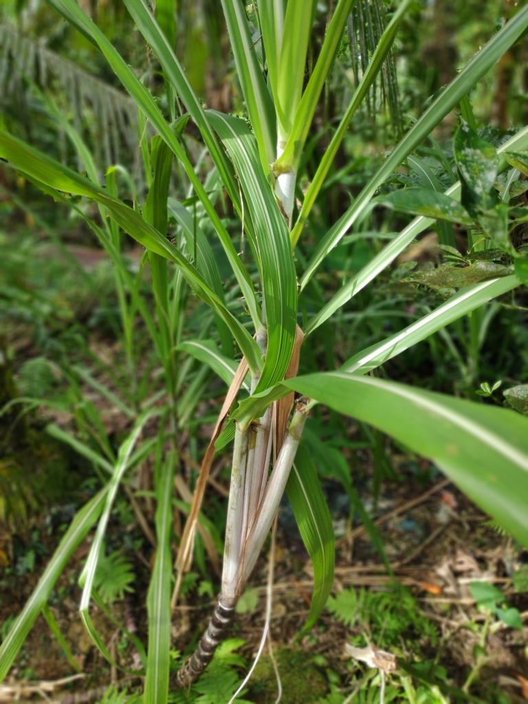 Wild Cane from Pohnpei, Federated States of Micronesia on February 25 ...