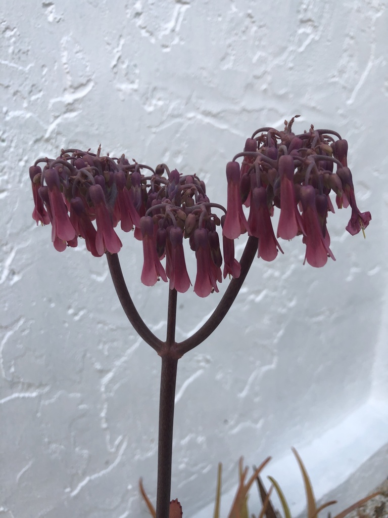 Mother of Thousands from Vaca Key, Marathon, FL, US on February 28 ...