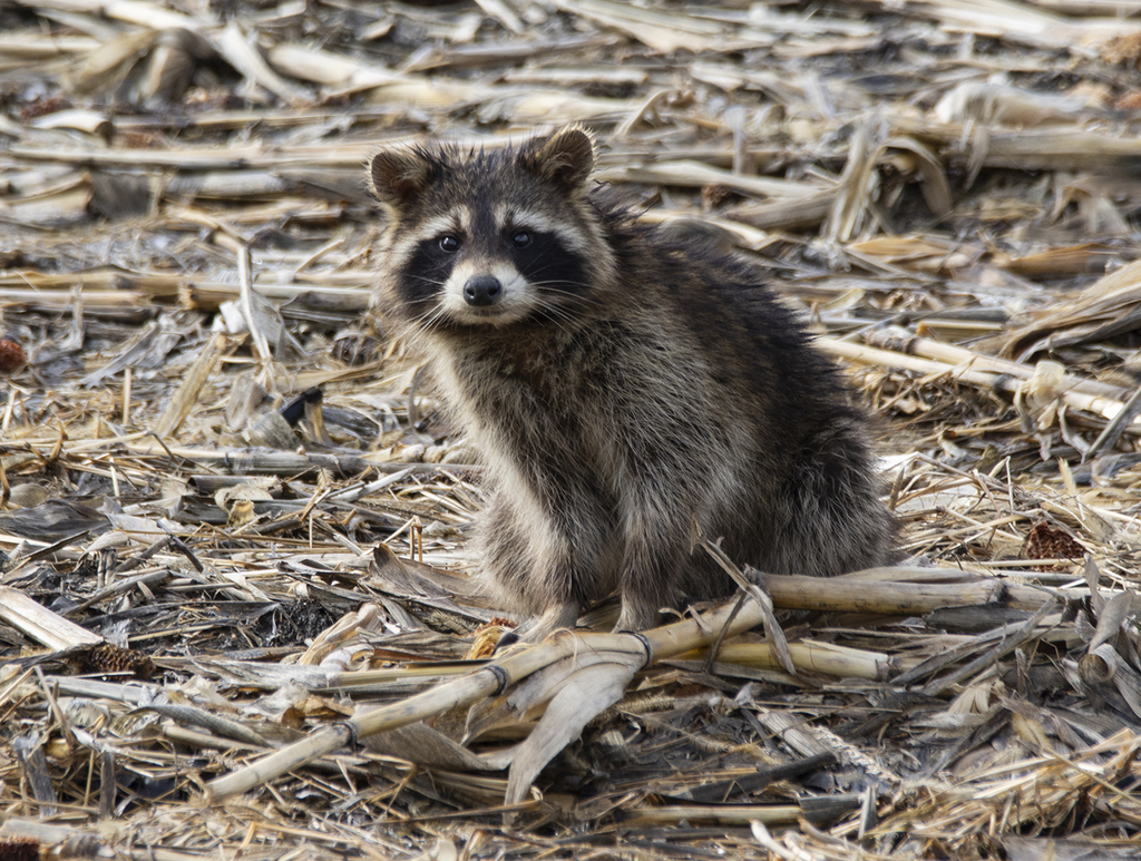 Common Raccoon from Darke County, OH, USA on February 28, 2021 by Chad ...
