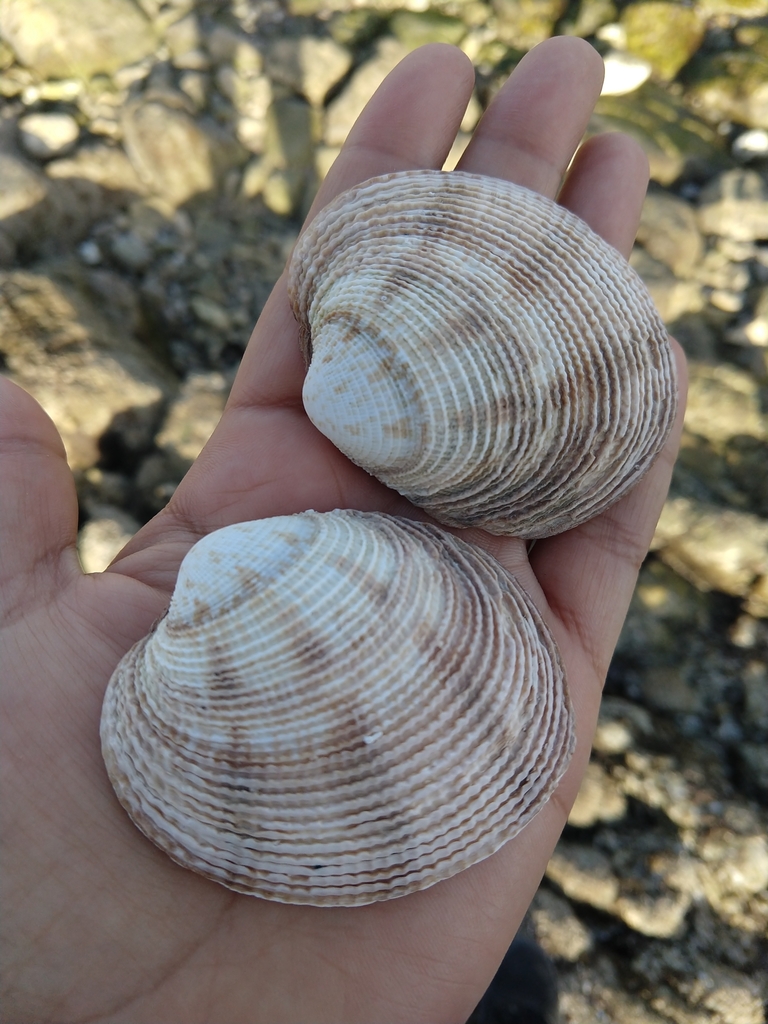 Periglypta multicostata from México on February 28, 2021 at 04:47 PM by ...