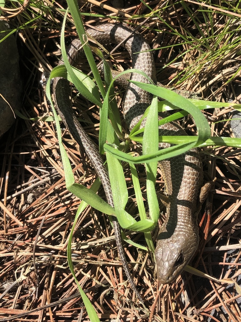 Northern Alligator Lizard from Arcata Marsh and Wildlife Sanctuary ...