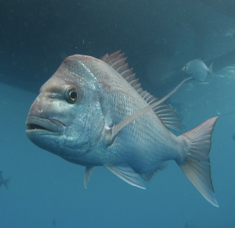 Snapper from Mudjimba QLD 4564, Australia on January 15, 2015 at 09:28 ...