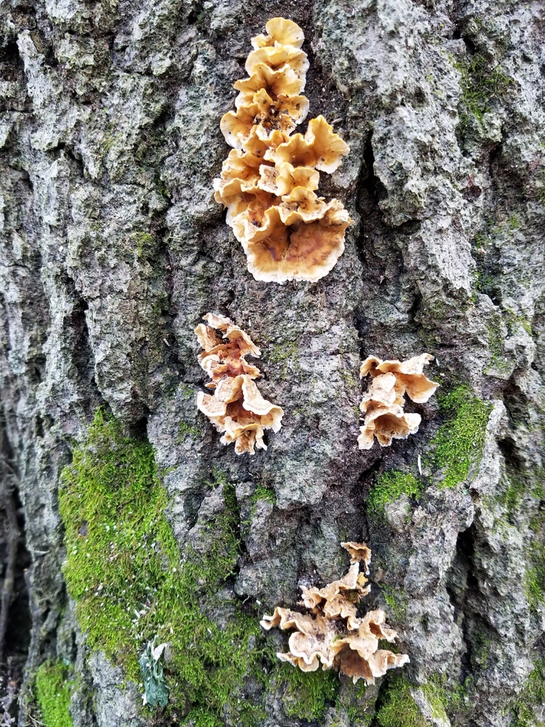 Bleeding Oak Crust from Steuben County, US-IN, US on October 26, 2017 ...