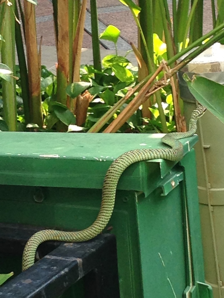 Golden Tree Snake from Soi Charoen Nakhon 11, Bangkok, Bangkok, TH on ...