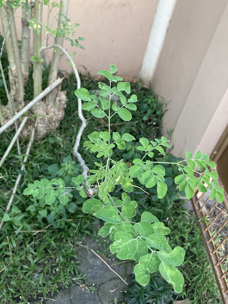 Moringa tree from Luzon Island, Tiaong, Quezon, PH on March 01, 2021 at ...
