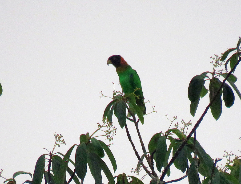 Caica Parrot in October 2015 by Vincent · iNaturalist