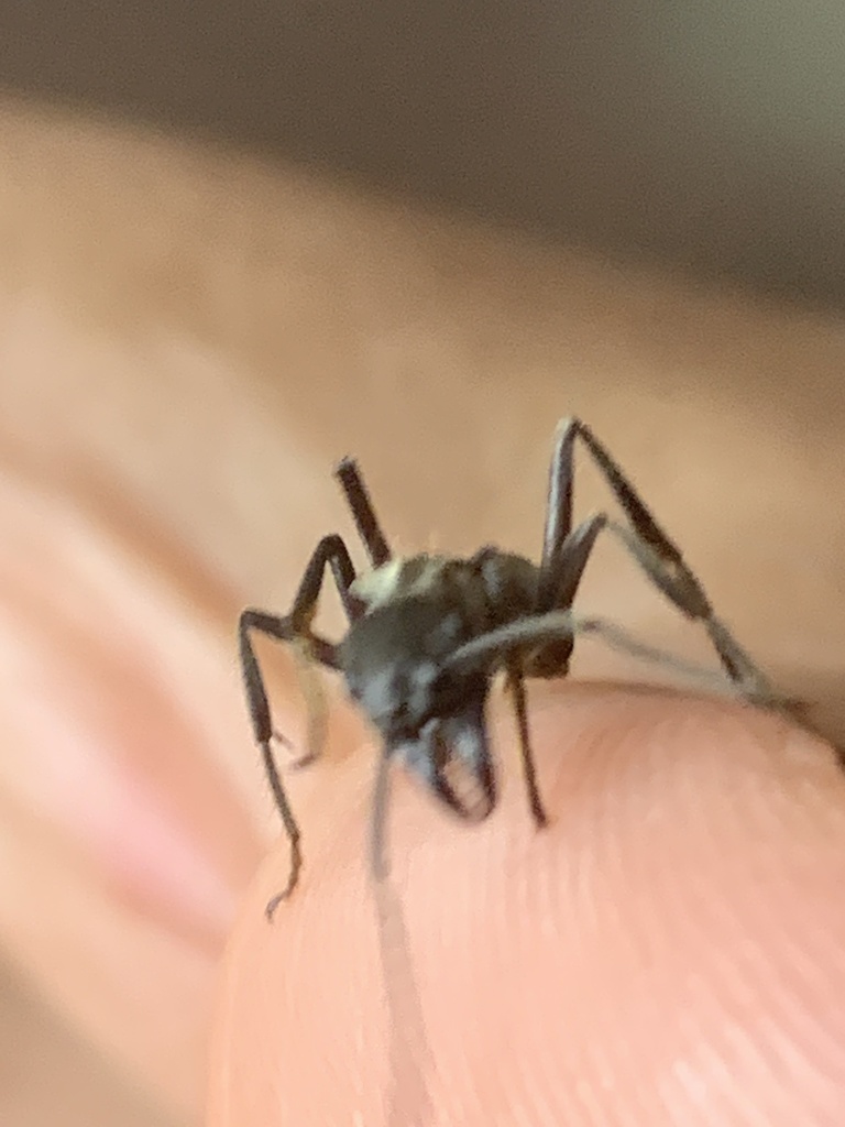 Foetida-group Panther Ants from Chiriquí, PA on March 1, 2021 at 08:58 ...