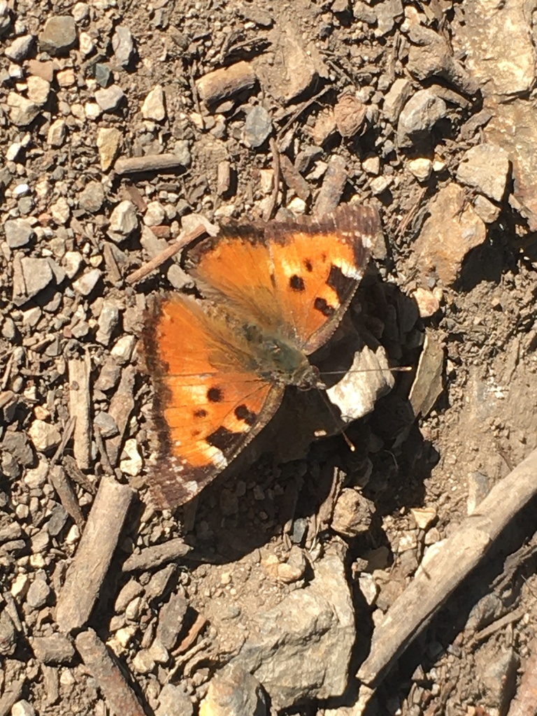 California Tortoiseshell in February 2021 by Benito Feline · iNaturalist