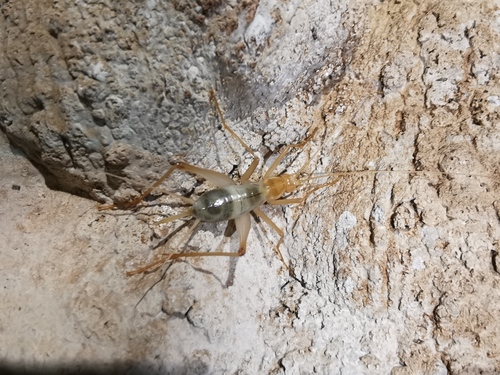 Grillo cavernícola ciego (Paracophus caecus)