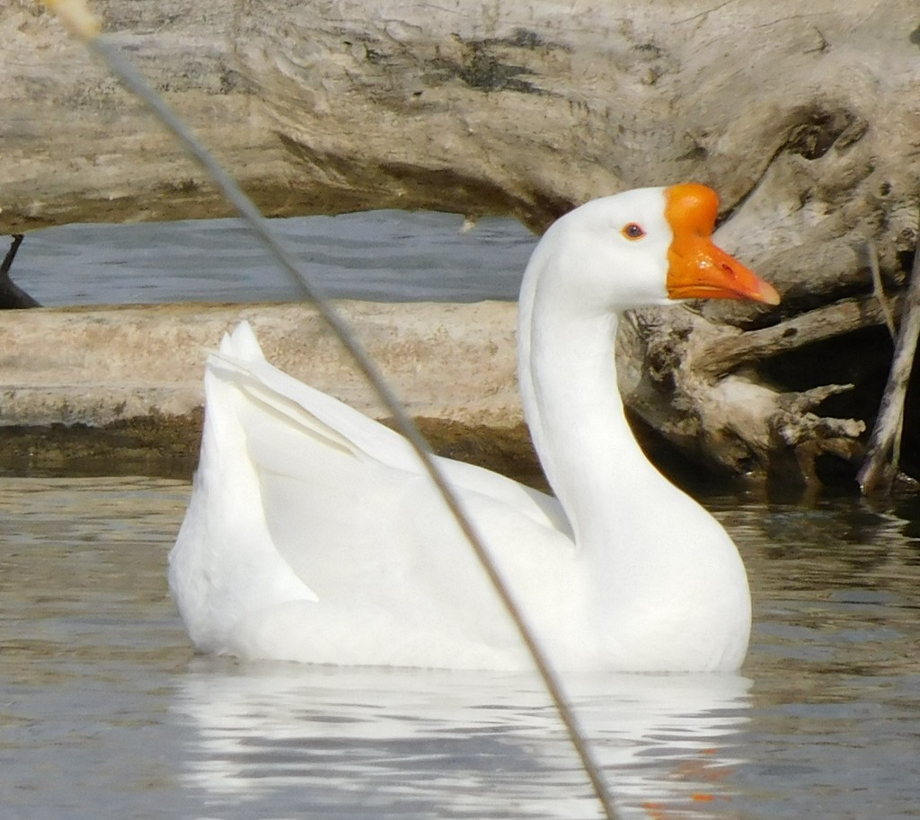 Domestic Swan Goose from Tarrant County, TX, USA on March 1, 2021 at 05 ...