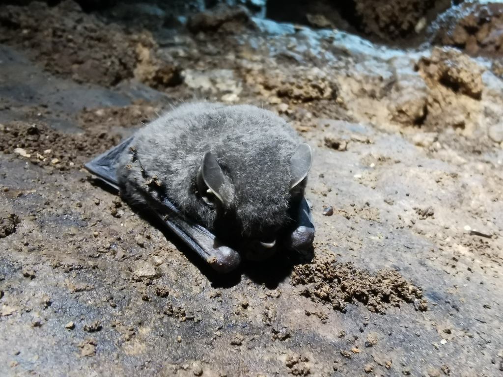 Aztec Fruit-eating Bat from Gómez Farías, Tamps., México on February 24 ...