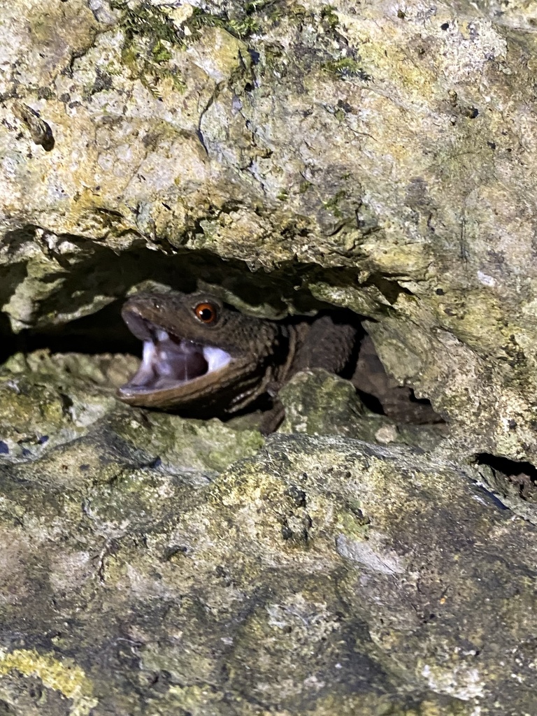 Knob-scaled Lizard from Naranjal, VER, MX on February 19, 2021 at 09:11 ...