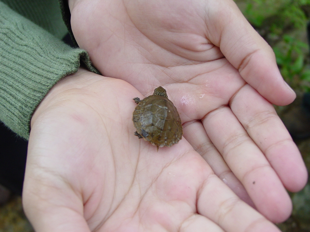 Stripe-necked Musk Turtle from Little River Canyon National Preserve ...