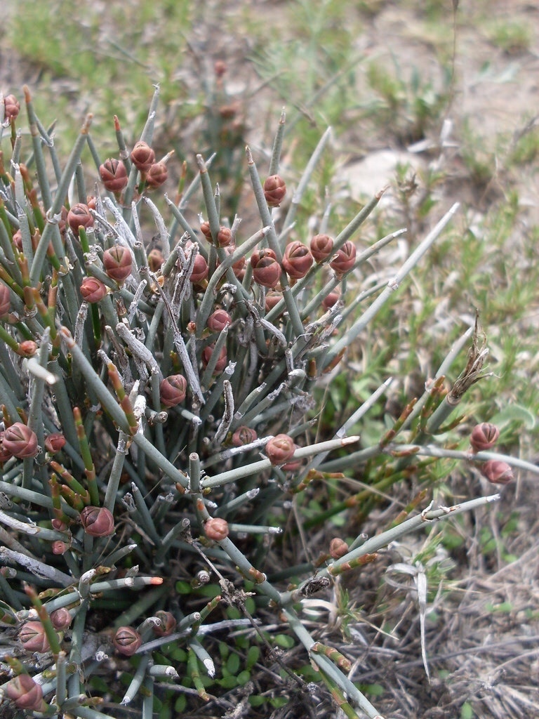 Ephedra compacta from Tepeyahualco, PUE, Tepeyahualco, PUE, MX on ...