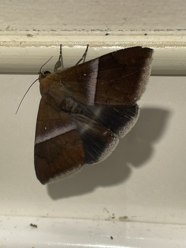 Observations by jessica_conroy · iNaturalist