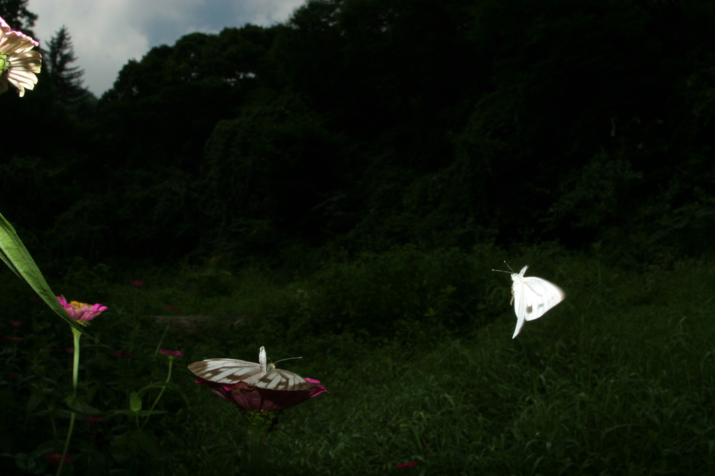 Asian Green-veined White from 조선민주주의인민공화국 황해북도 on August 5, 2008 at 11: ...