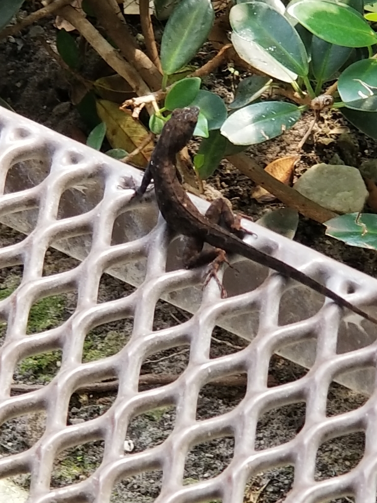 Brown Anole from FAU SVC RD at SE QUAD, Jupiter, FL 33458, USA on ...