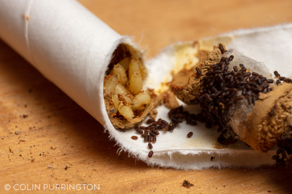 Houdini Fly from Swarthmore, PA 19081, USA on March 1, 2021 at 03:53 PM ...