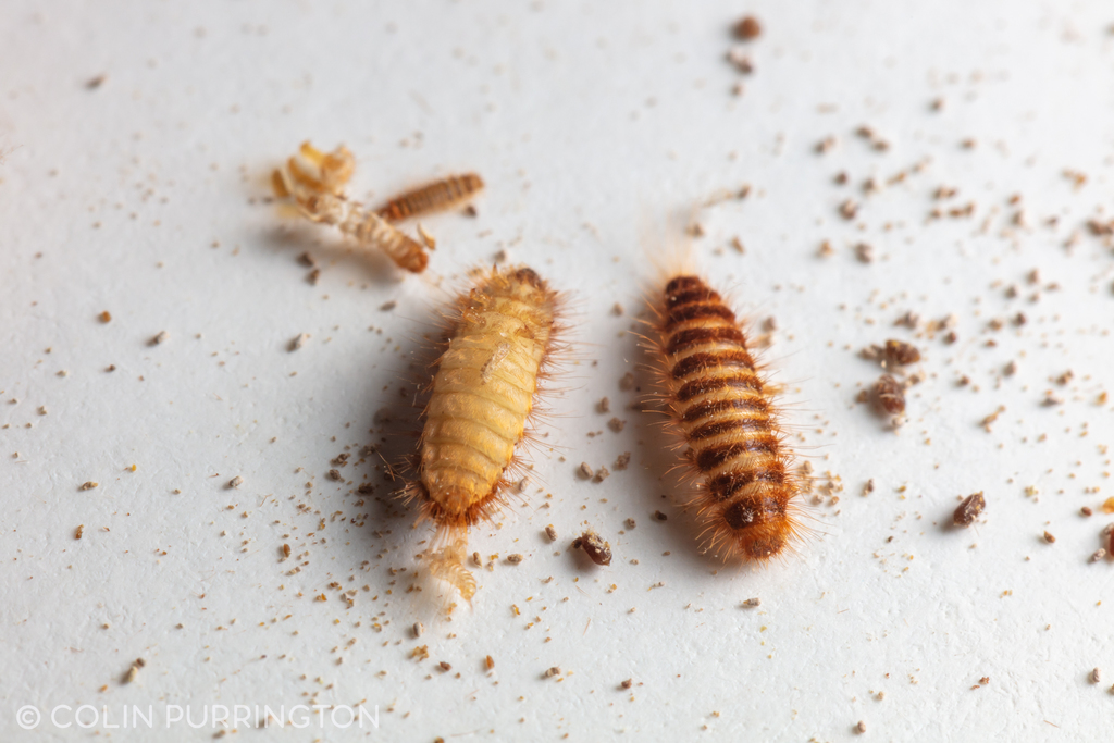 Undertaker Carpet Beetle from Swarthmore, PA 19081, USA on March 1 ...