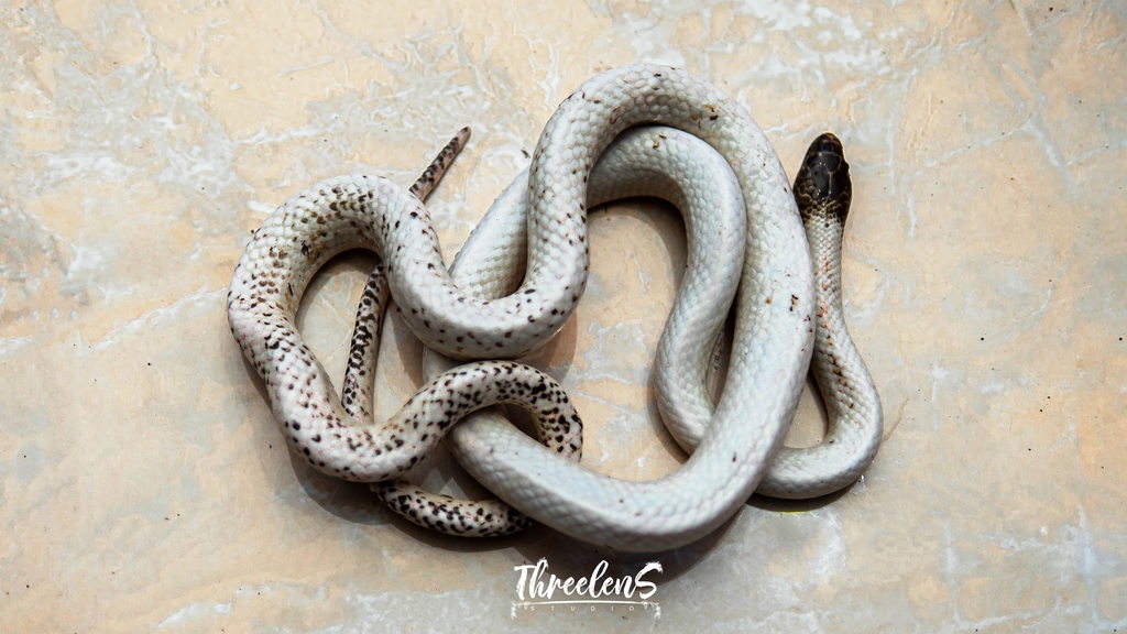 Slatey-grey Snakes from Merauke on March 02, 2021 by arifin. Ular ini ...