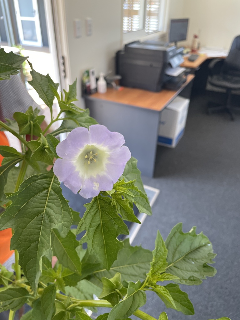 apple-of-Peru from Waitangi Road, Awatoto, Hawke's Bay, NZ on March 03 ...