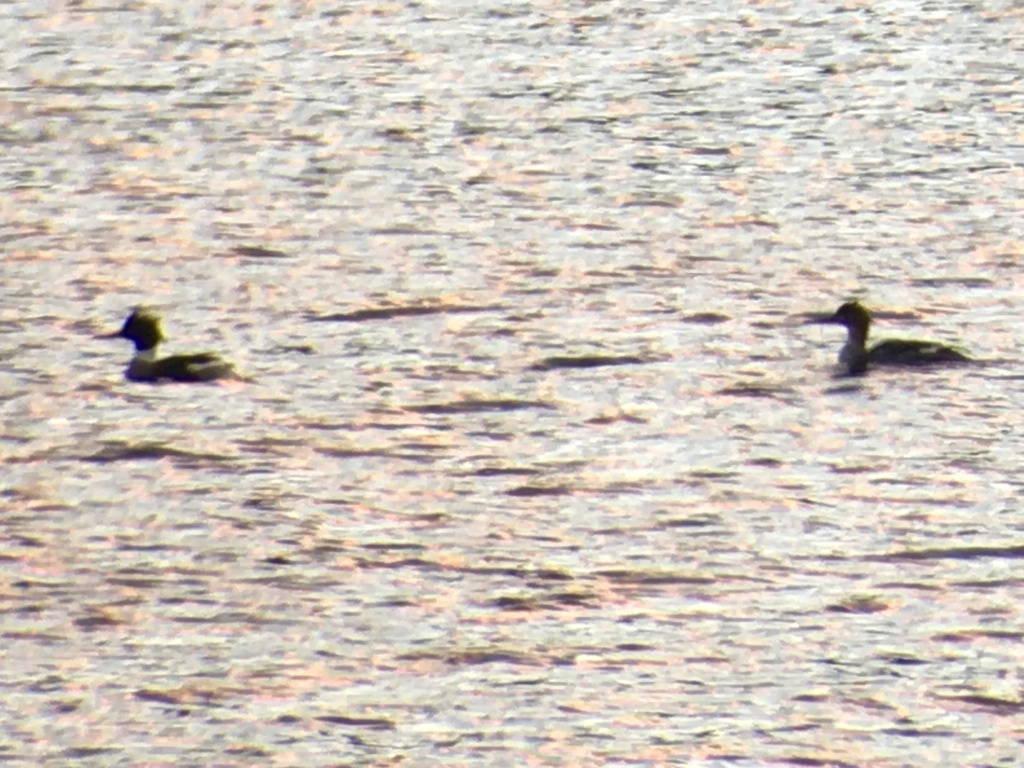 Red-breasted Merganser from Deep Bay Park, Oroville, WA, US on January ...