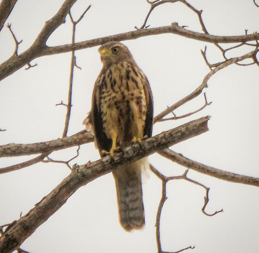 Roadside Hawk from Carretera Principal Cunduacan-Cardenas 150, Melchor ...