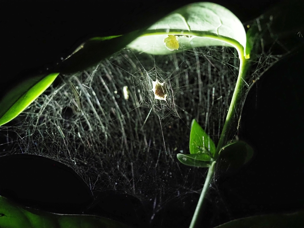 Orange-and-black Pear Spider from Kalalavadi on February 11, 2021 at 09 ...