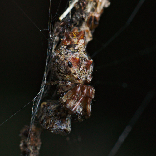 Spiders of the Dominican Republic · iNaturalist