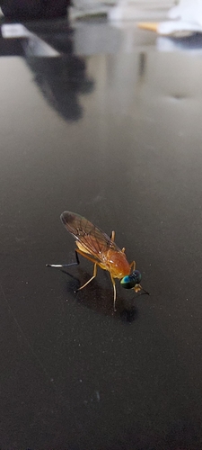 (Ptecticus nigrifrons)