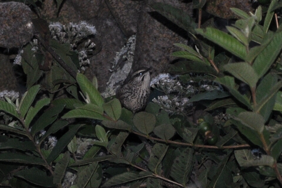 Spotted Wren from Atarjea, MX-GJ, MX on November 19, 2013 by José ...