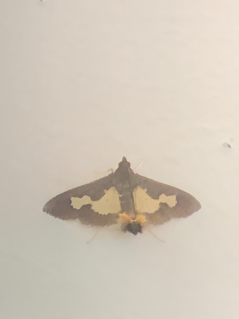 Pickleworm Moth from Volcano Baru National Park, Chiriqui, PA on March ...