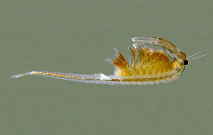 Colorado Fairy Shrimp in May 2018 by Ian Gardiner. Freshwater vernal ...