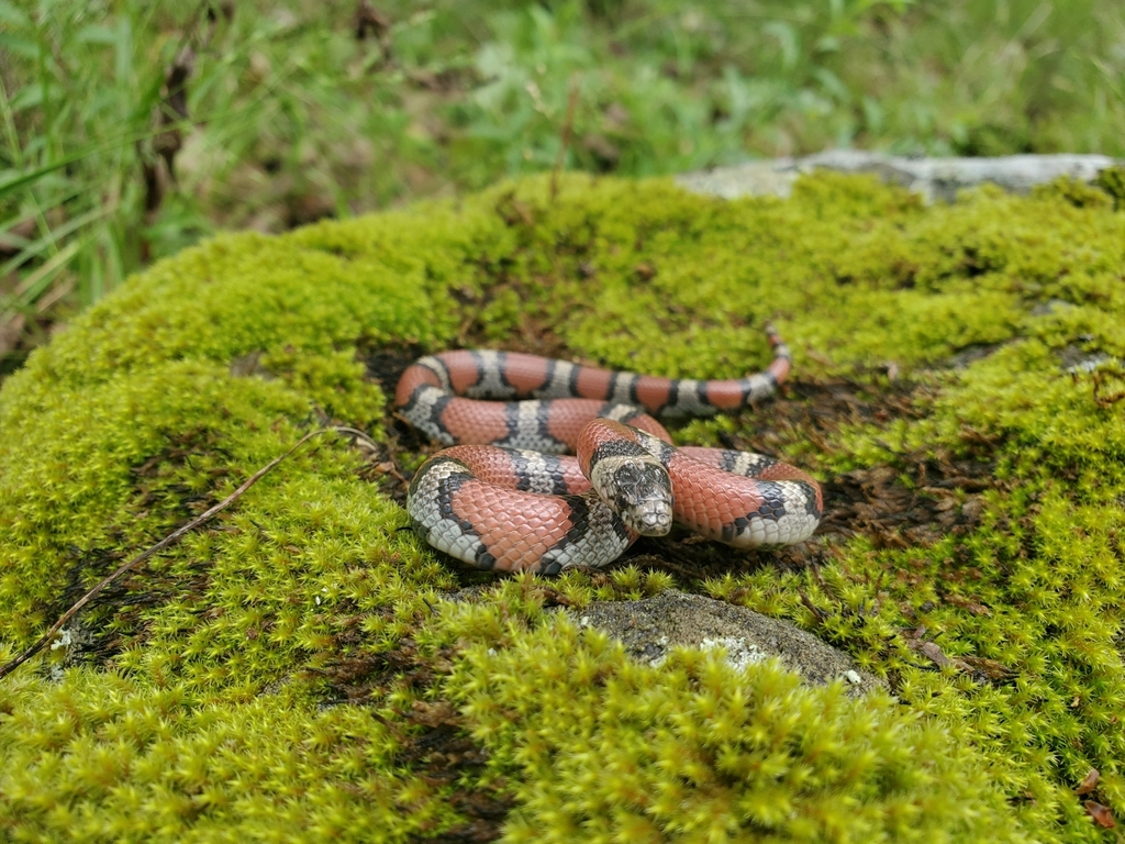 Western Milksnake from Atoka, OK 74525, USA on May 08, 2020 at 10:46 AM ...
