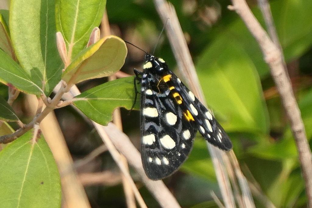 Forester Moths from 香港青衣 on March 02, 2021 at 09:19 AM by K W Liu ...