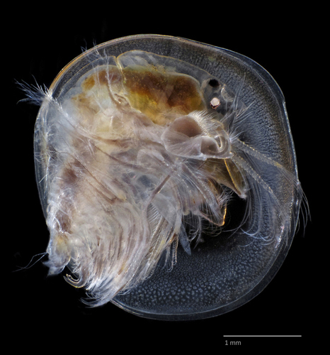 Hookleg Clam Shrimp (Lynceus mucronatus) · iNaturalist