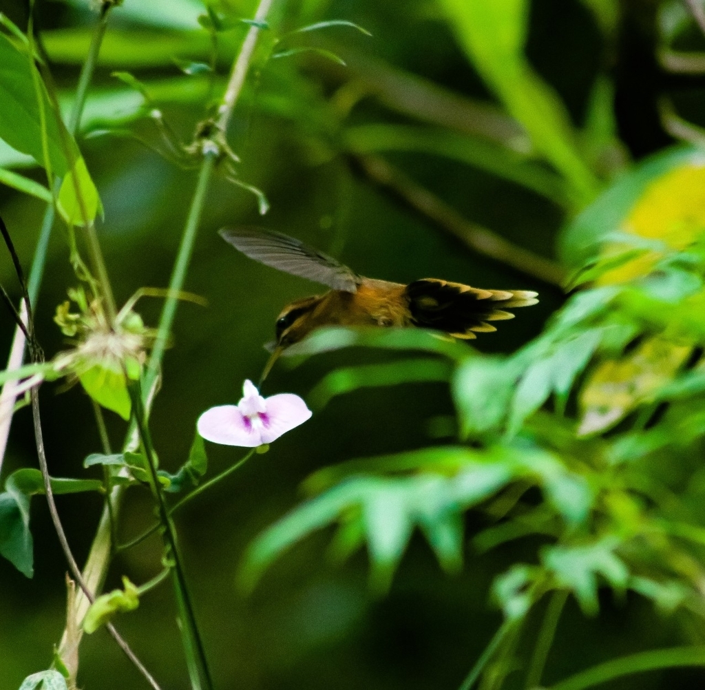 Stripe-throated Hermit from Santa Fe, Panamá on January 24, 2020 at 11: ...