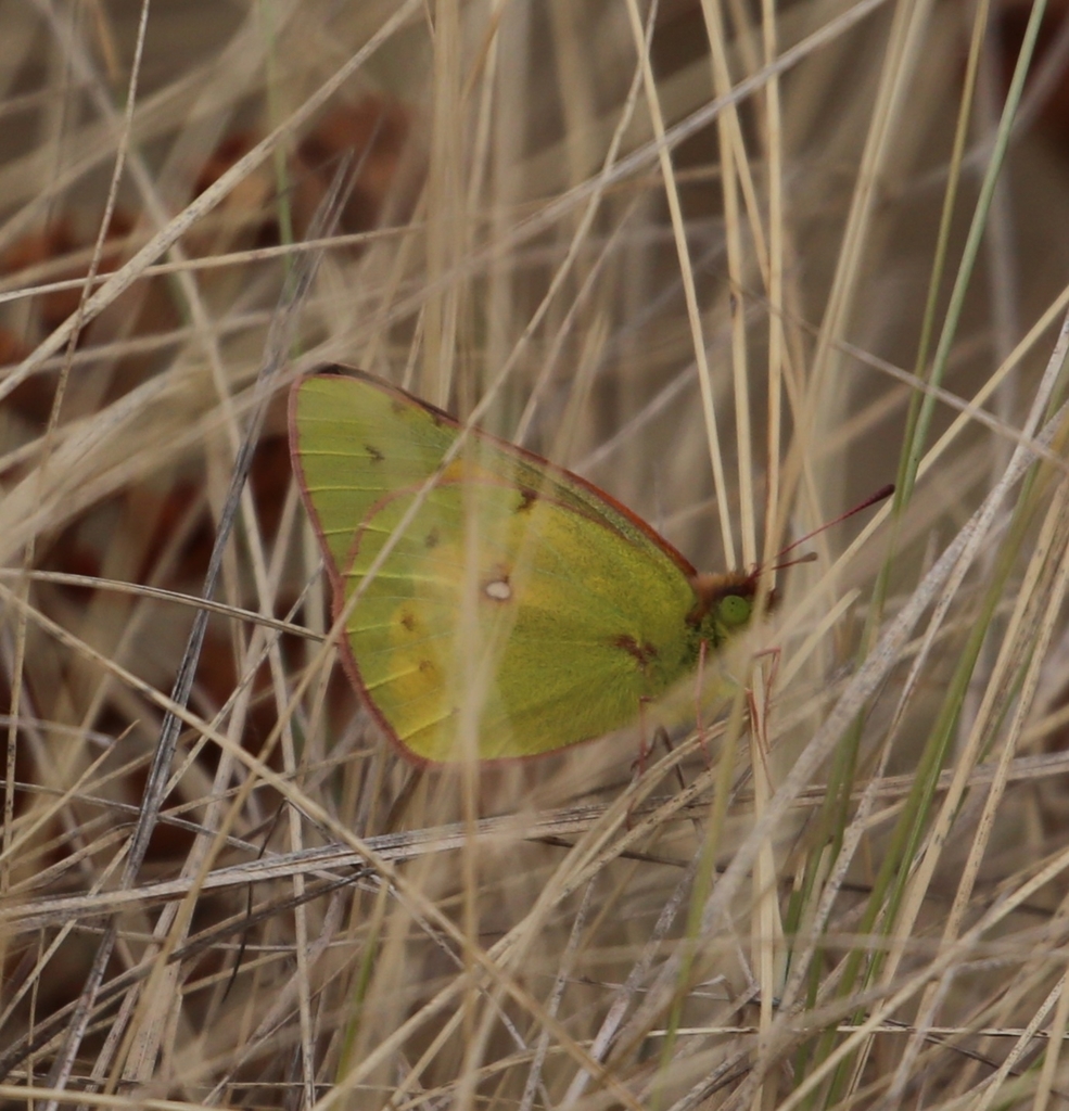 Clouded Yellows from Simien Mountains National Park on March 3, 2021 at ...