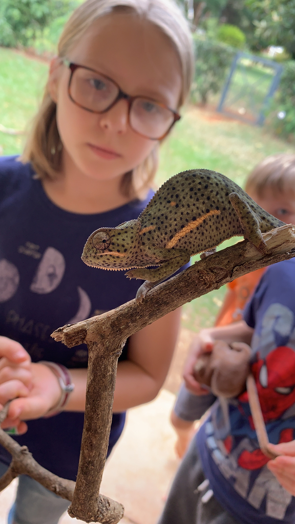 Flap-necked Chameleon from Tharaka Nithi on March 4, 2021 at 12:24 PM ...