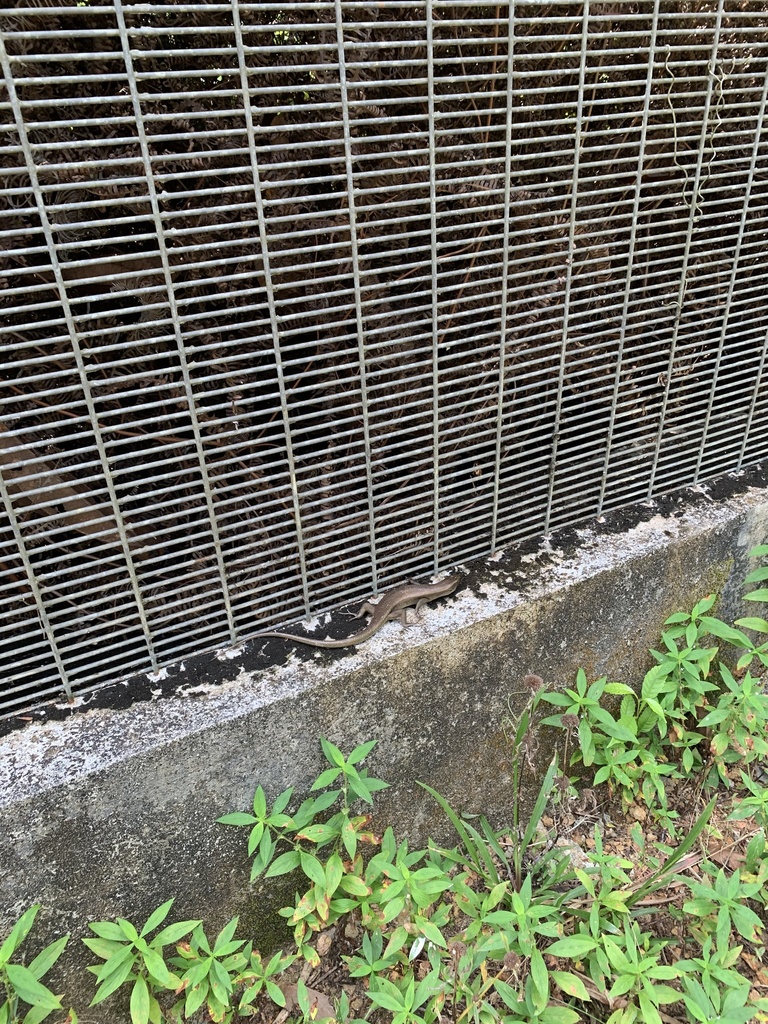 Common Sun Skink from Pulai, Johore, MY on March 04, 2021 at 10:43 AM ...