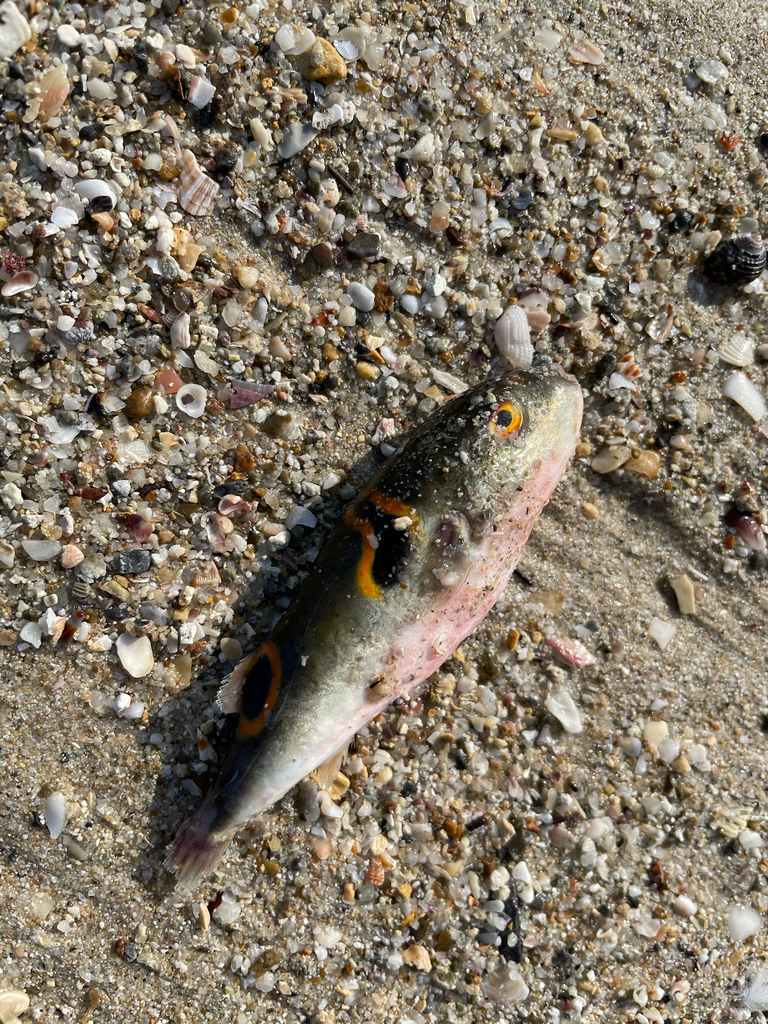 Ocellated Puffer from Shenzhen on February 23, 2021 at 07:57 AM by ...