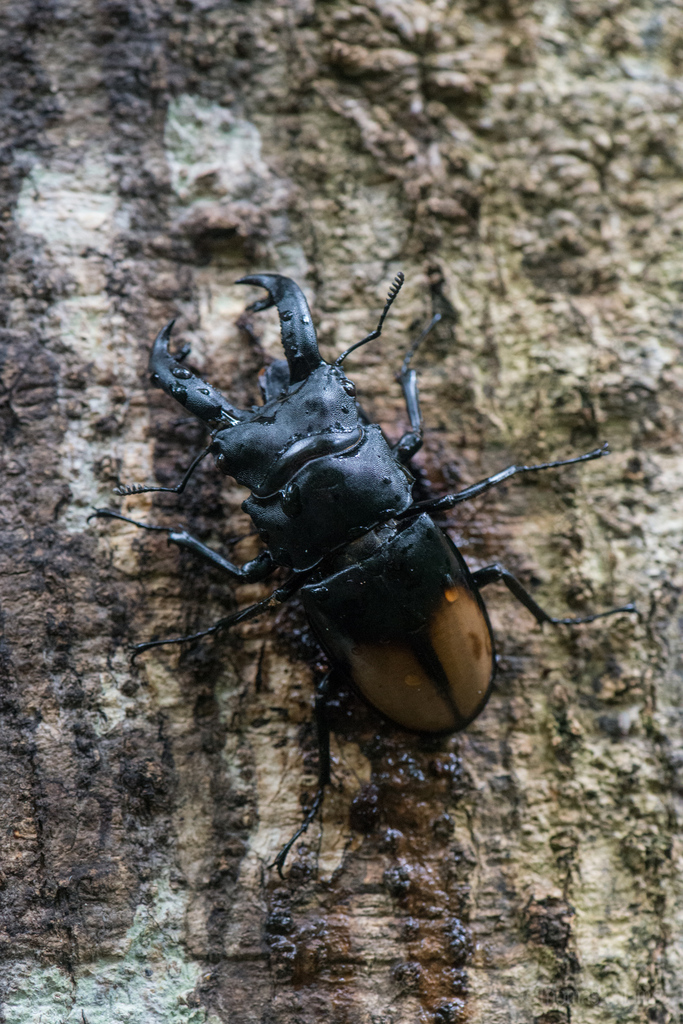 Hexarthrius parryi deyrollei from Bokeo on September 27, 2013 at 10:19 ...
