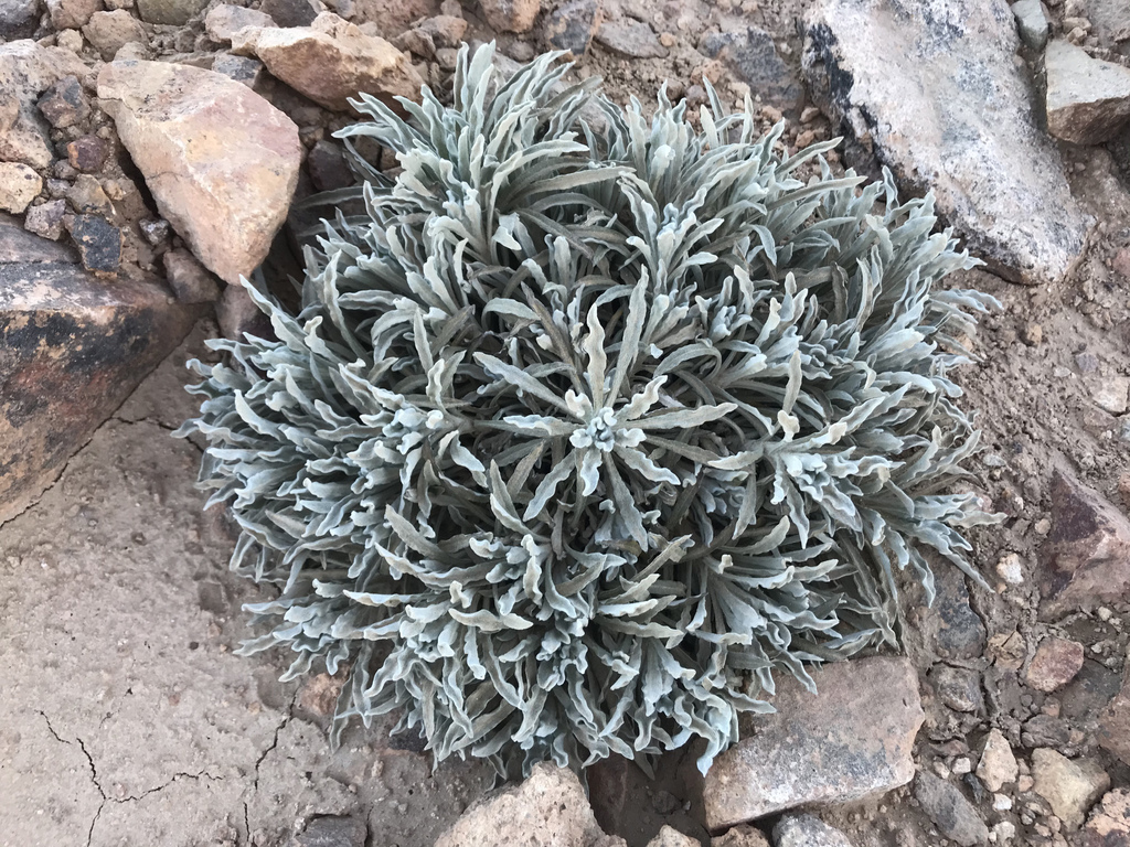 Fendler's bladderpod from Nacozari, SON, MX on February 8, 2021 at 07: ...
