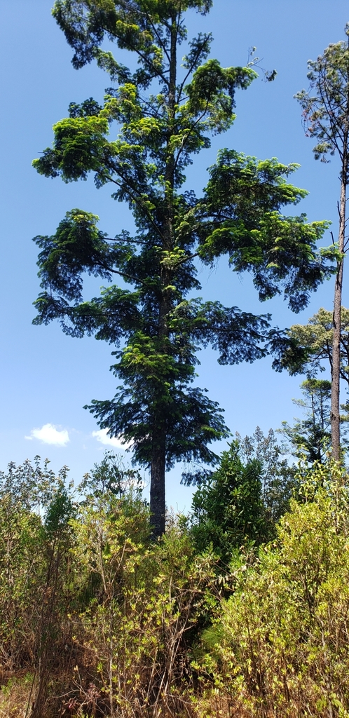 sacred fir from Indaparapeo, Mich., México on February 28, 2021 at 12: ...