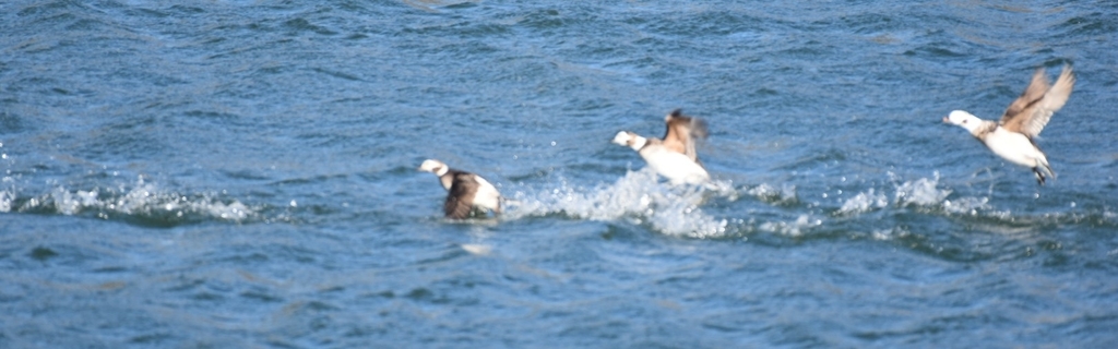 Long-tailed Duck from Bristol, TN 37620, USA on March 04, 2021 at 04:16 ...