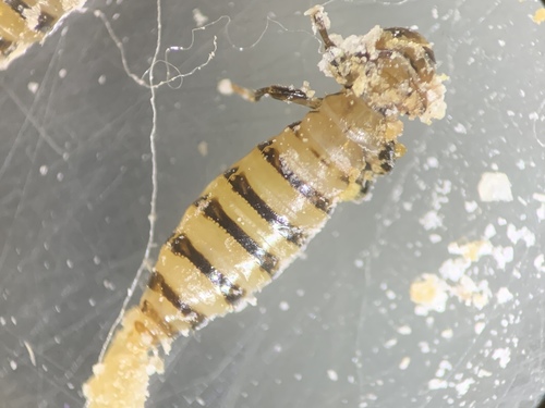 Pelican and Cormorant Throat Pouch Lice (Piagetiella)