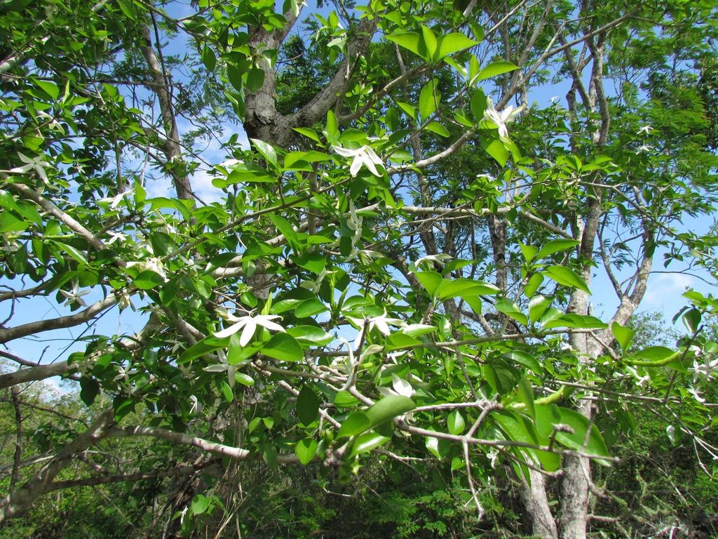 Randia longiloba from Homún, Yucatán on April 22, 2012 at 10:52 AM by ...