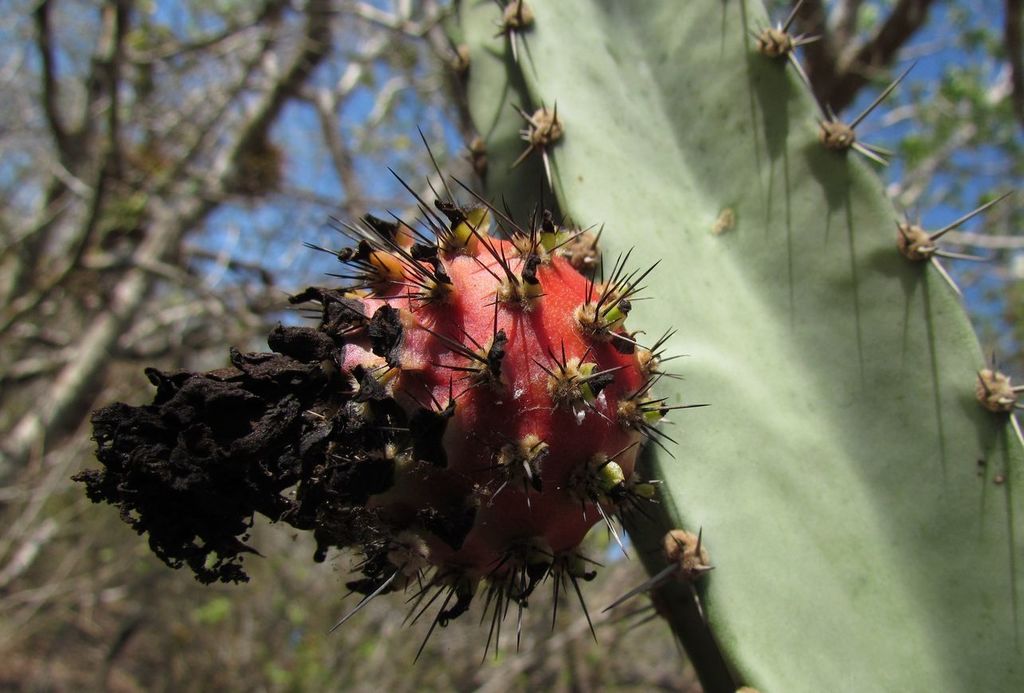 Pterocereus gaumeri gaumeri in April 2012 by Alfredo Dorantes Euan ...