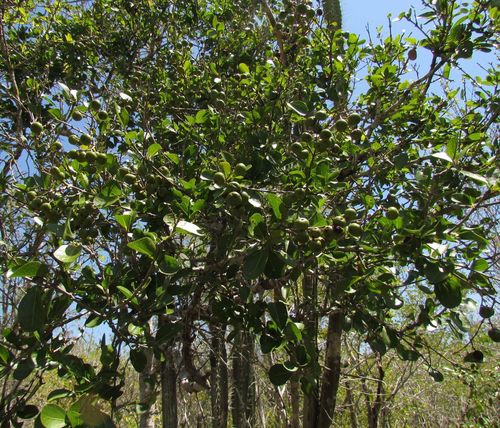 Uayum (Sarcomphalus yucatanensis)