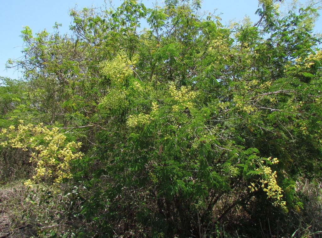 Senegalia gaumeri in April 2012 by Alfredo Dorantes Euan · iNaturalist